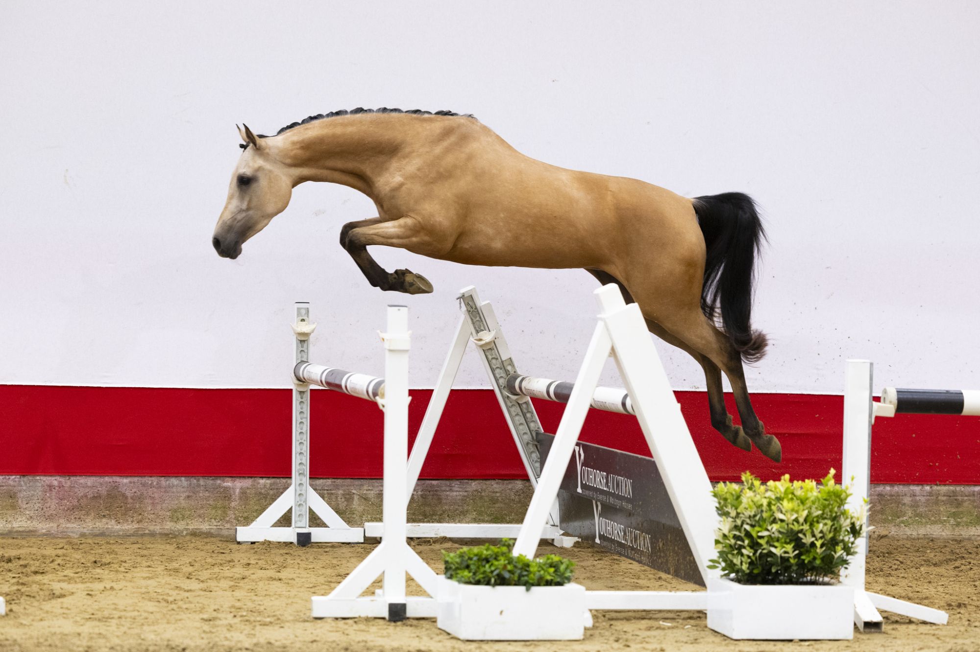 Falina - Barnbridge Auctions