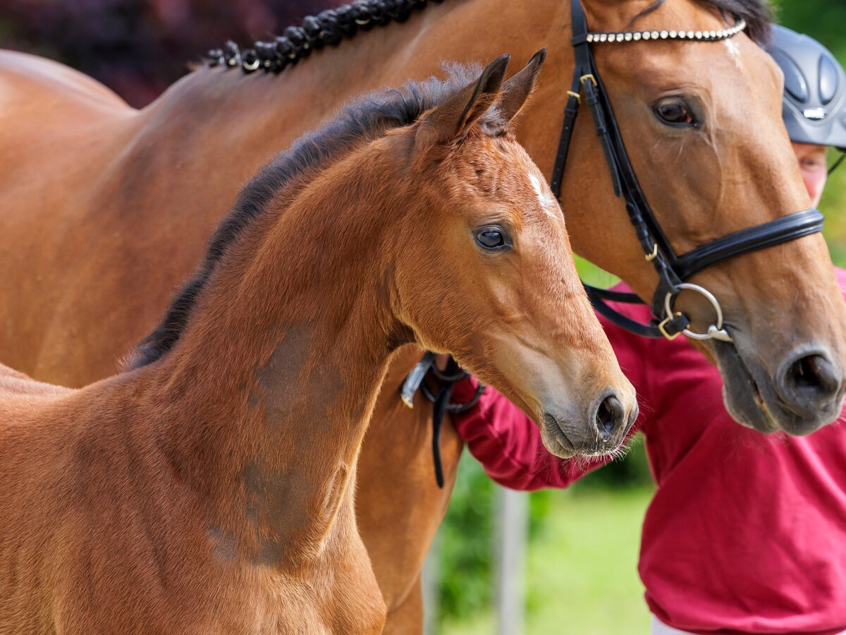 Hörup's Heartbreaker - Barnbridge Auctions