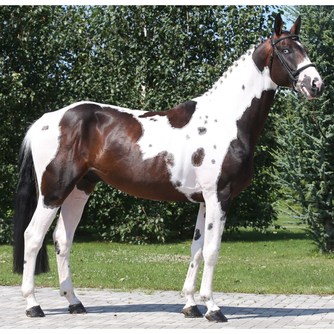 James Bond d'Elphen - Barnbridge Auctions