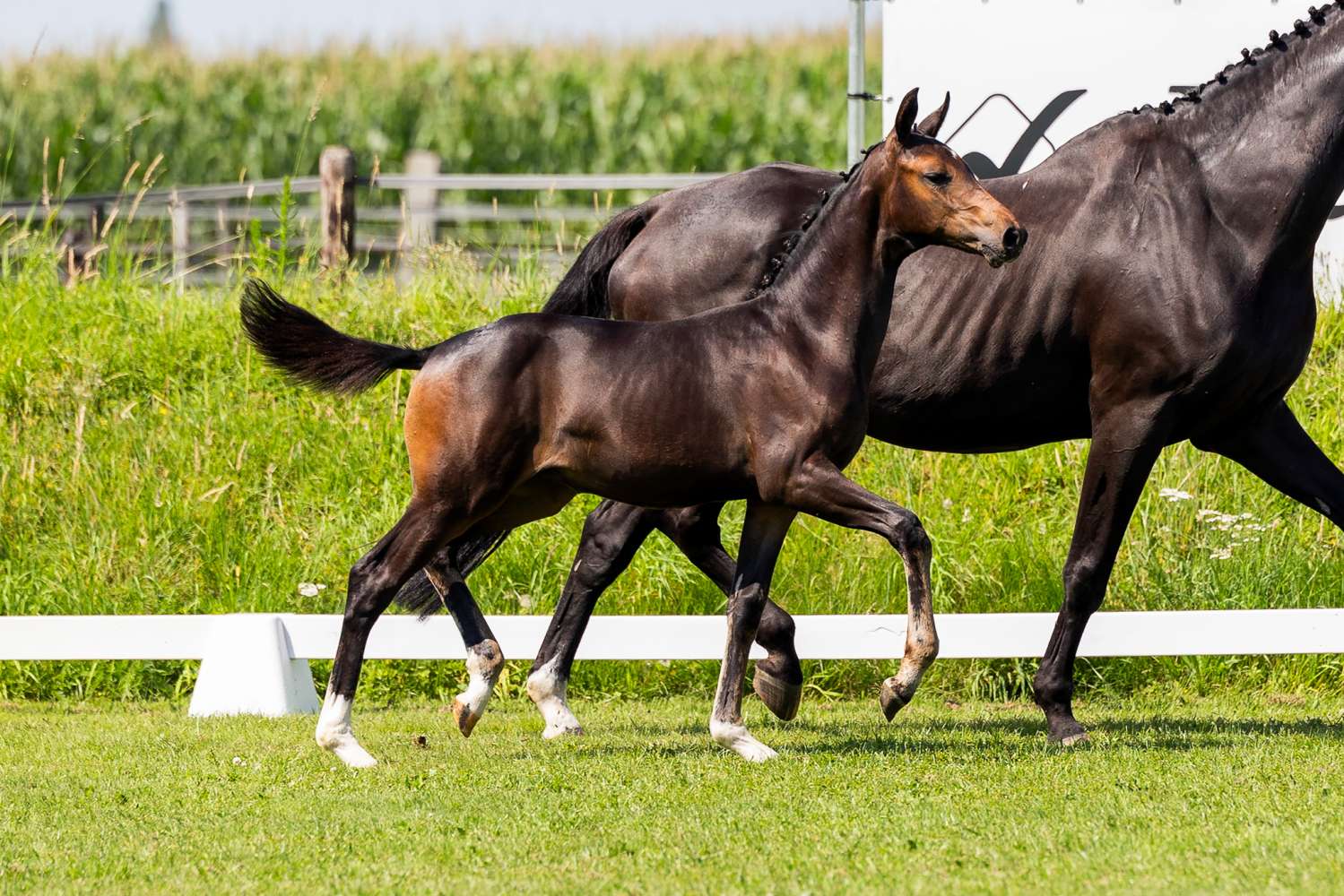 Ulona D - Barnbridge Auctions