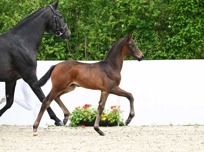 Global Dancer - Barnbridge Auctions