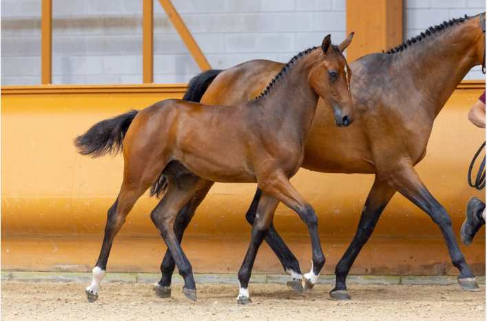 Hennessy van WW - Barnbridge Auctions