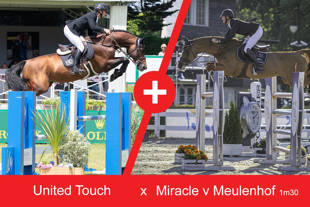 Implanted Embryo (United Touch x Miracle v Meulenhof) - Barnbridge Auctions