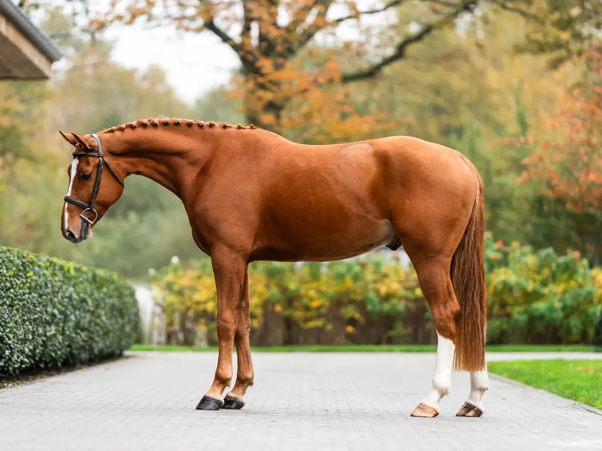 Ortigo - Barnbridge Auctions