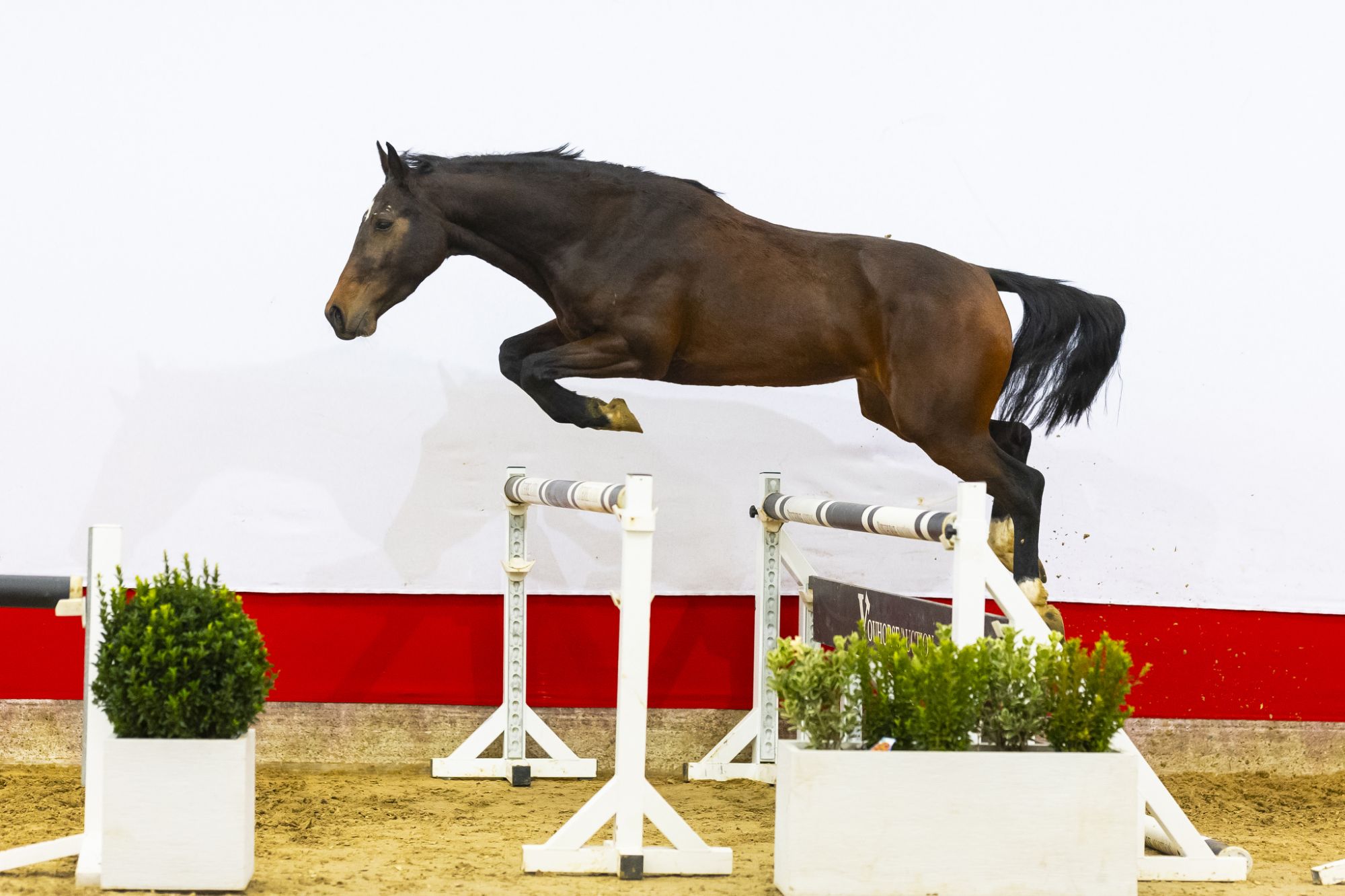 Runniki - Barnbridge Auctions