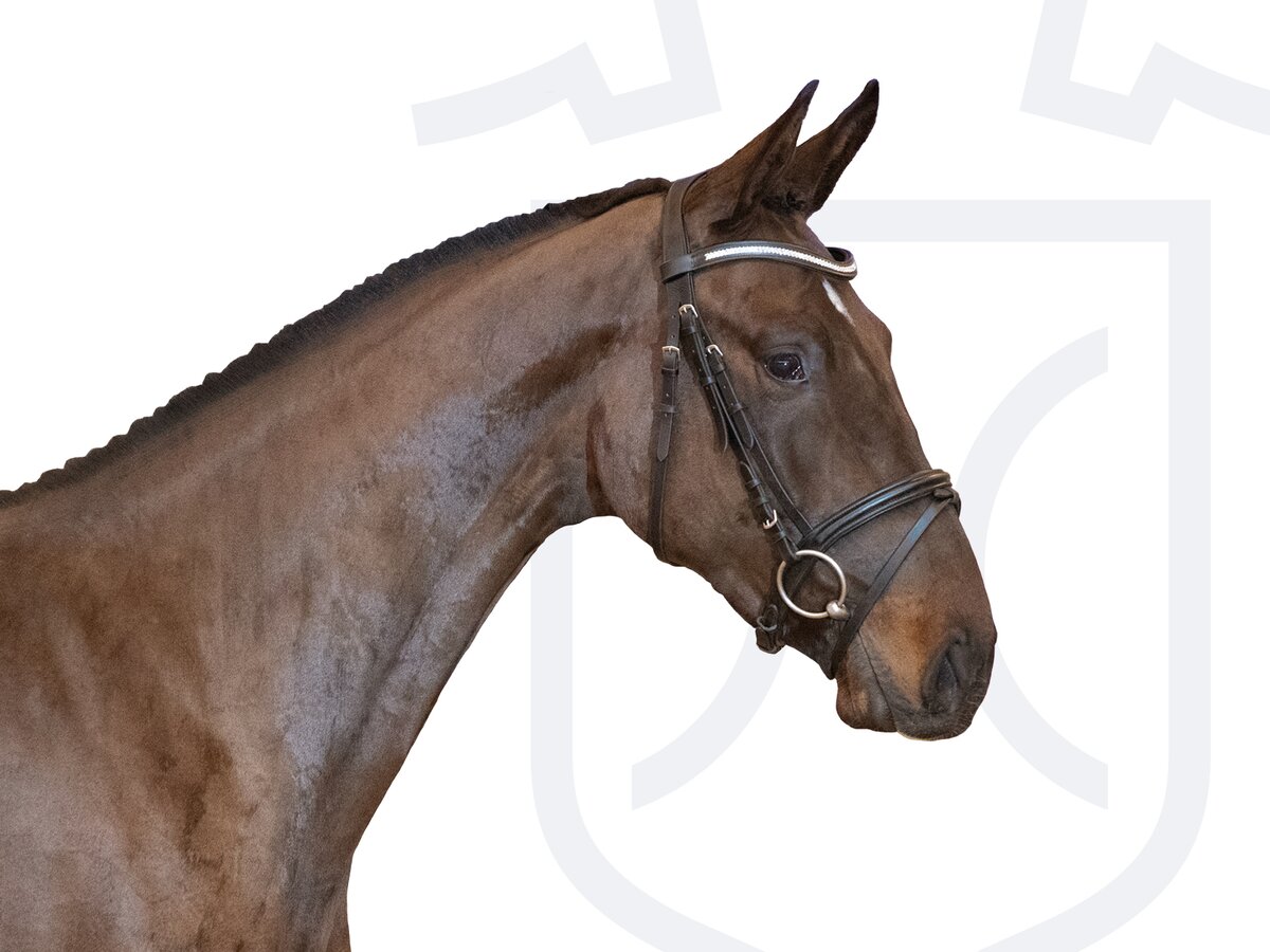 Charakterdame E - Barnbridge Auctions