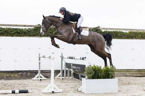 Cailan - Barnbridge Auctions