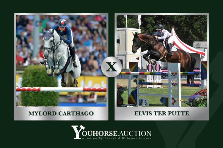 Frozen Embryo Mylord Carthago X Elvis Ter Putte - Barnbridge Auctions