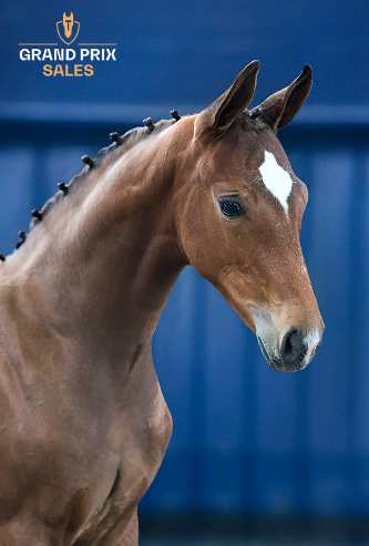 Grandoli Hero Z - Barnbridge Auctions