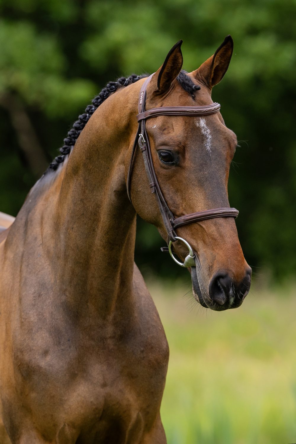 Opportunity - Barnbridge Auctions