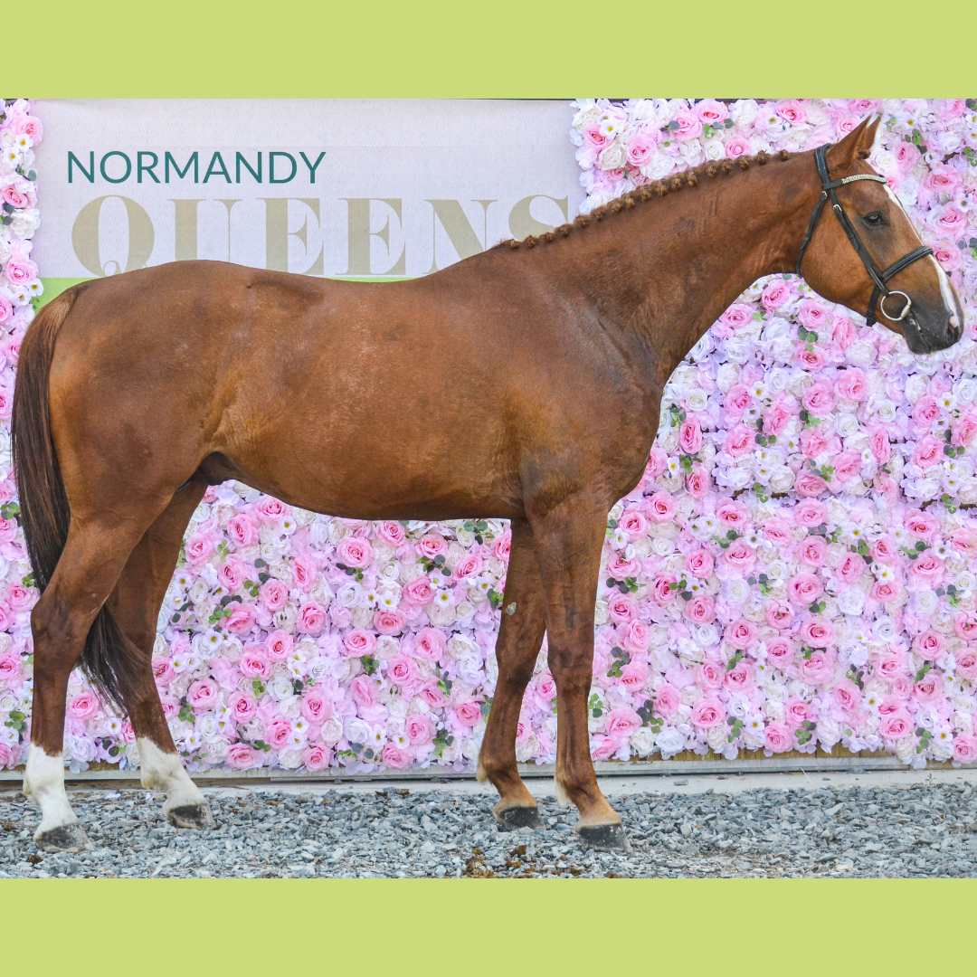 Centipedes - Barnbridge Auctions