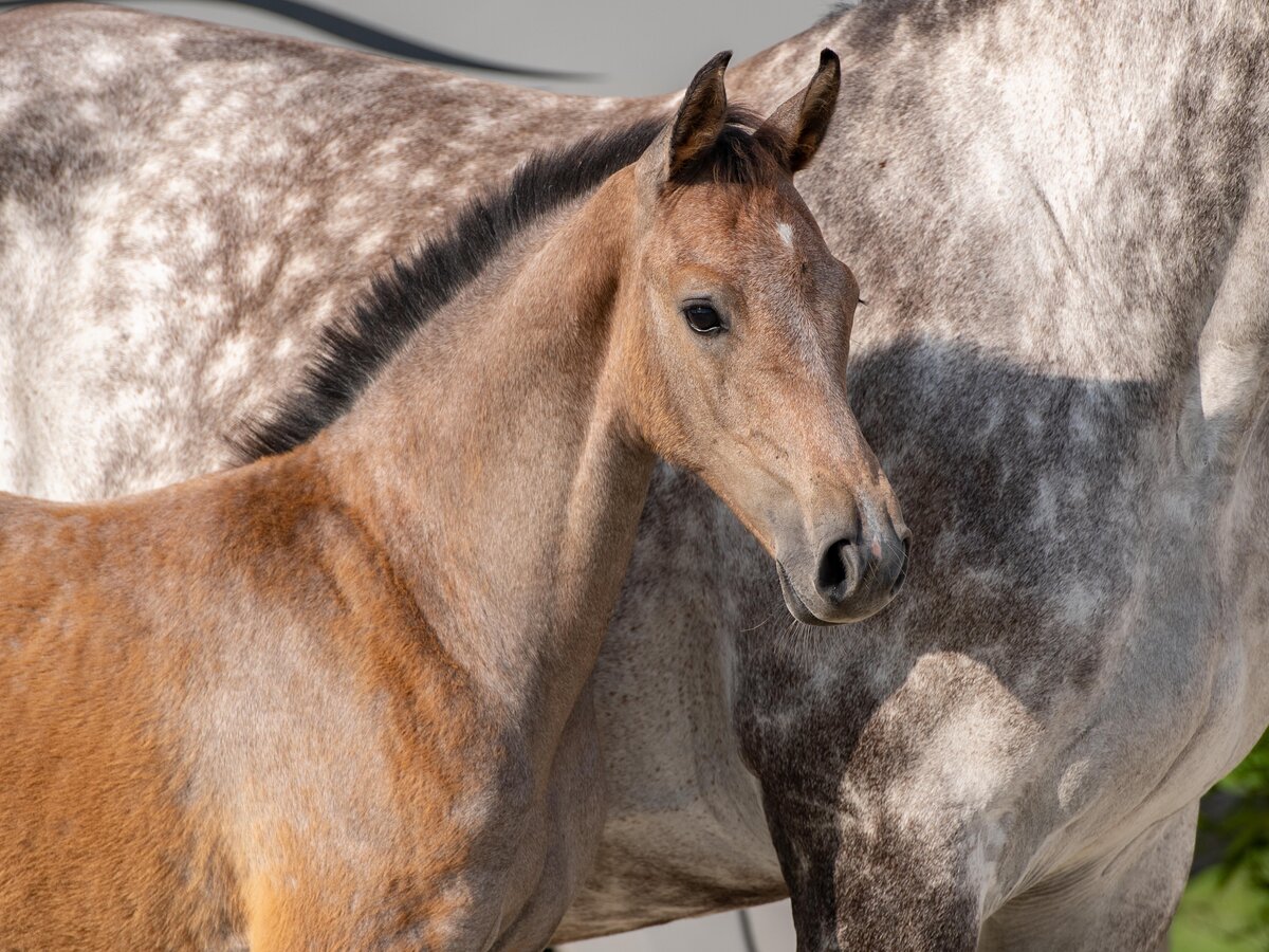 Tristana - Barnbridge Auctions