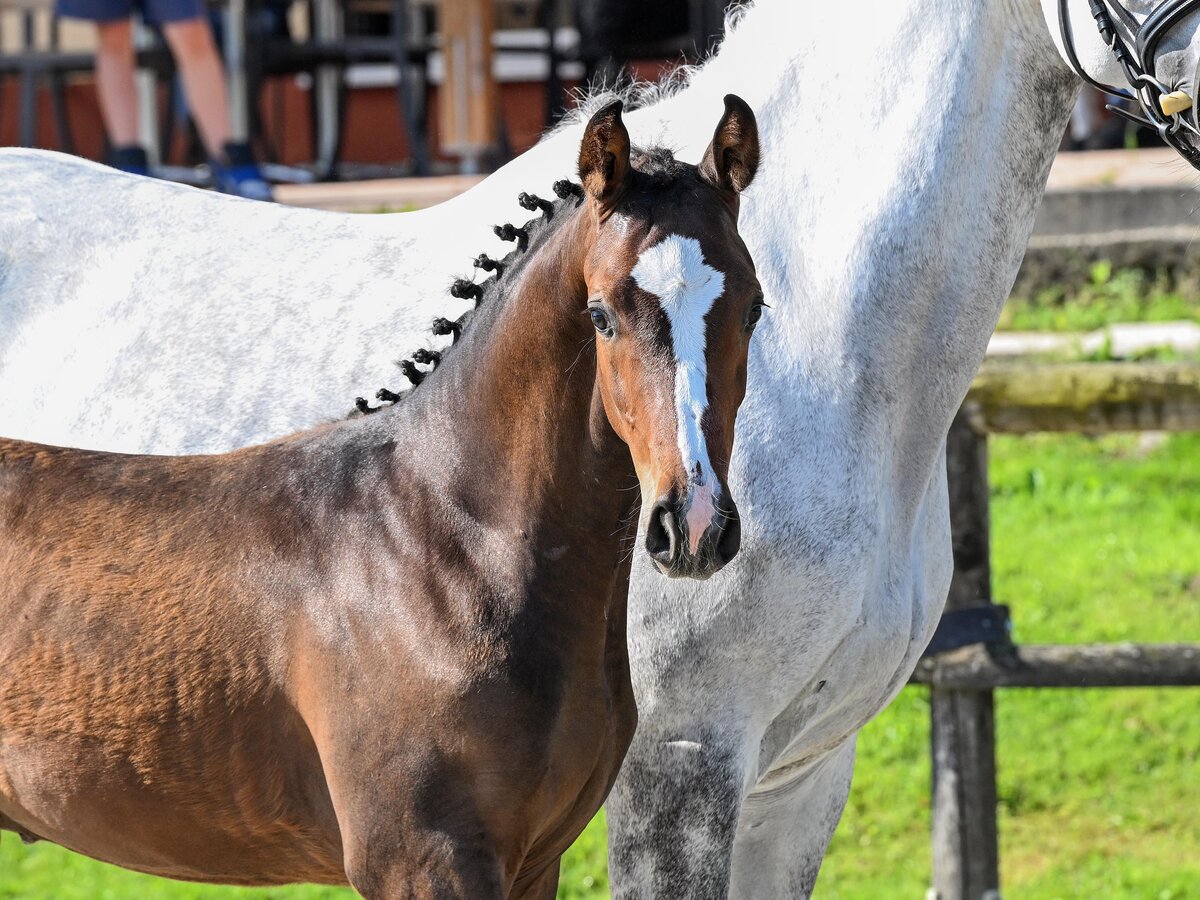 Umilio B - Barnbridge Auctions