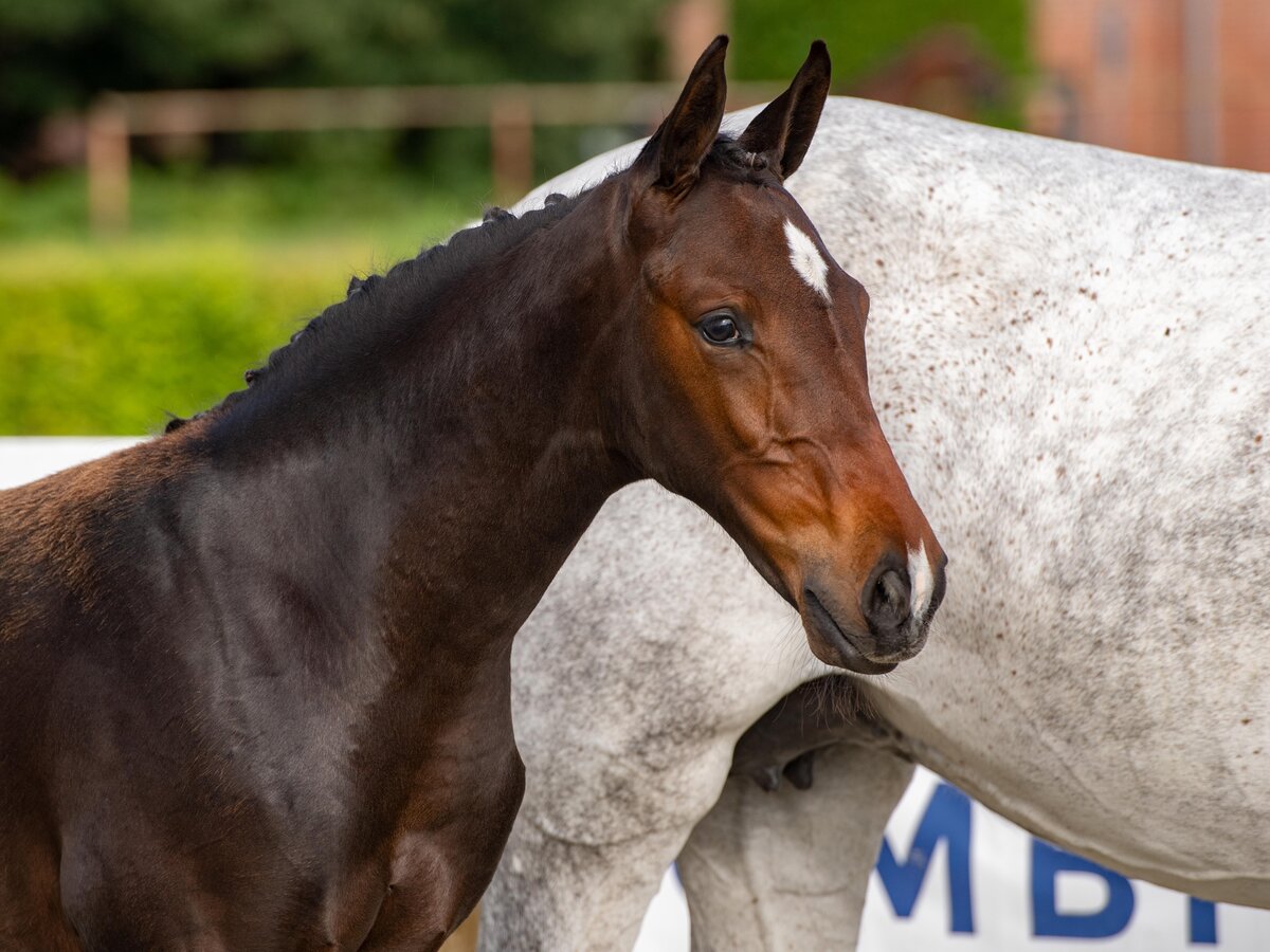 Viktoria - Barnbridge Auctions