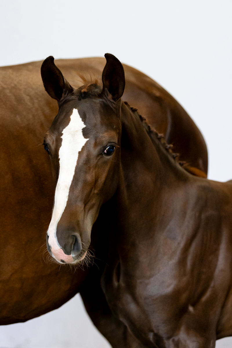 Expression Z - Barnbridge Auctions