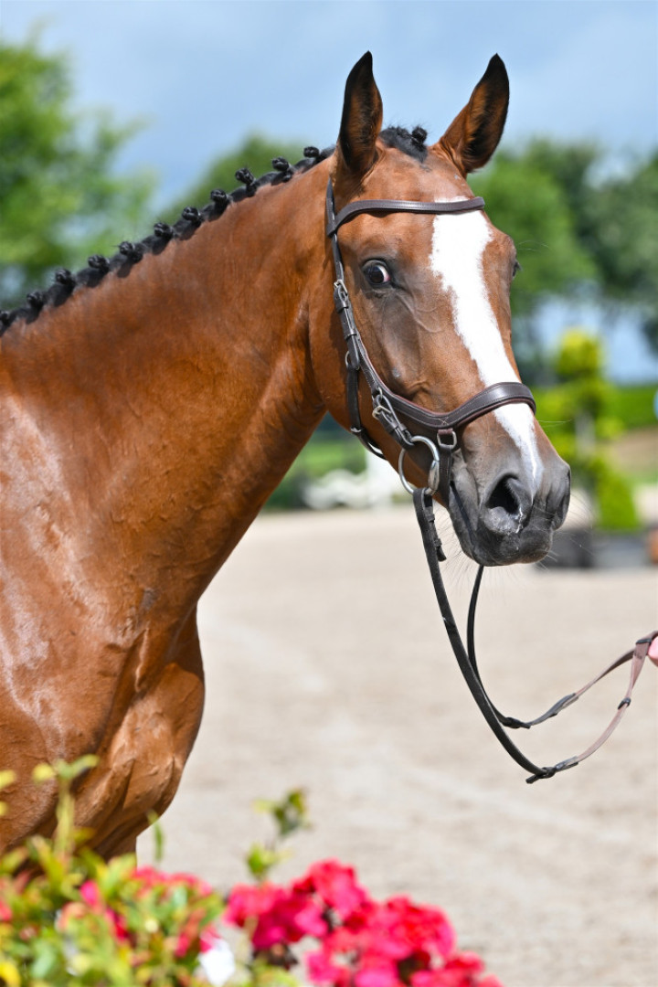 Radonna - Barnbridge Auctions