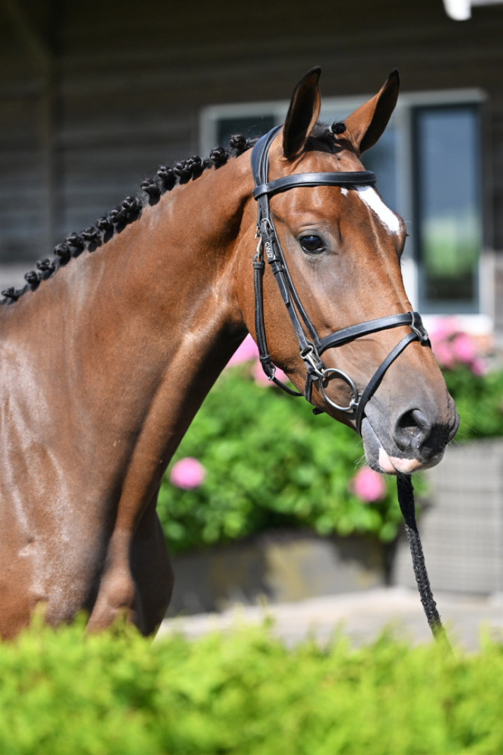 Seth - Barnbridge Auctions