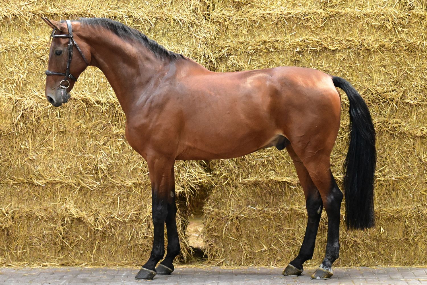 Gomez - Barnbridge Auctions