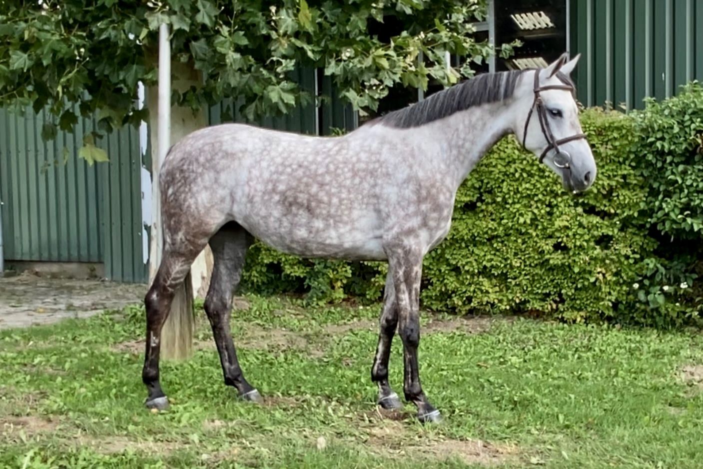 Oletty - Barnbridge Auctions