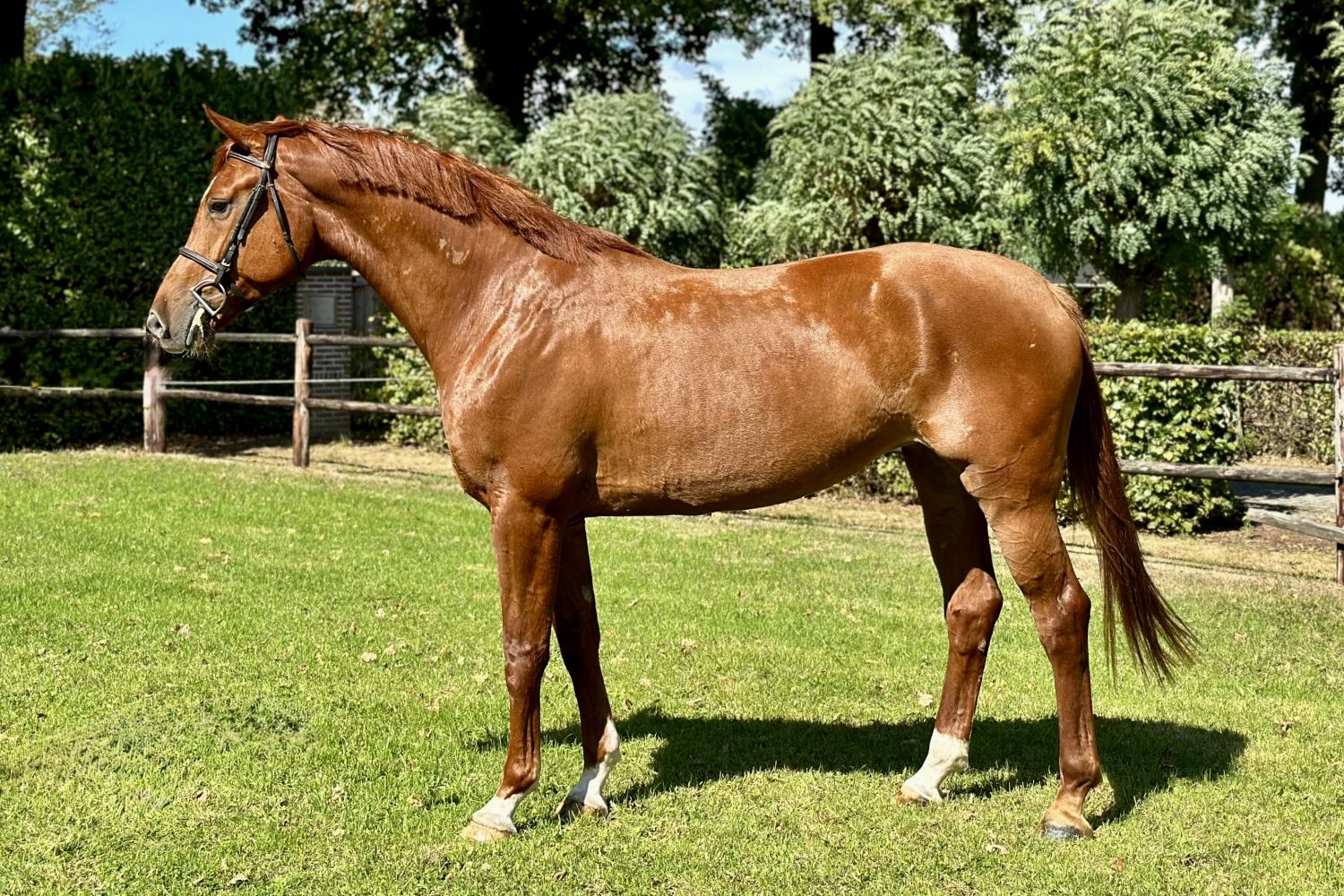 Pamalia B - Barnbridge Auctions