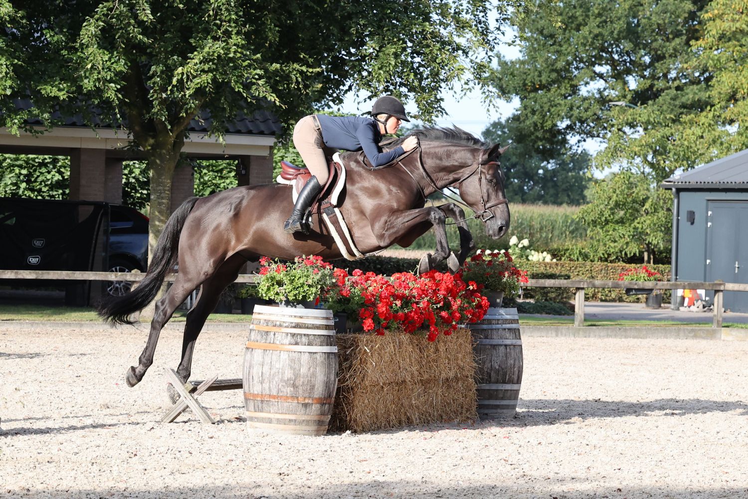 Sequito - Barnbridge Auctions