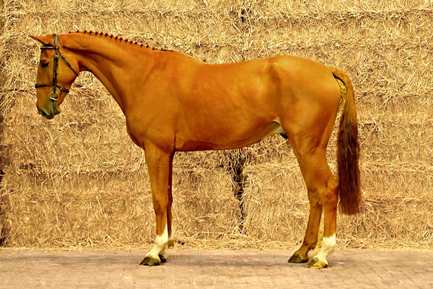 Valentin van 't Studutch - Barnbridge Auctions