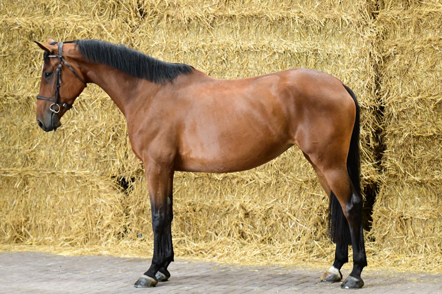 Avanti - Barnbridge Auctions