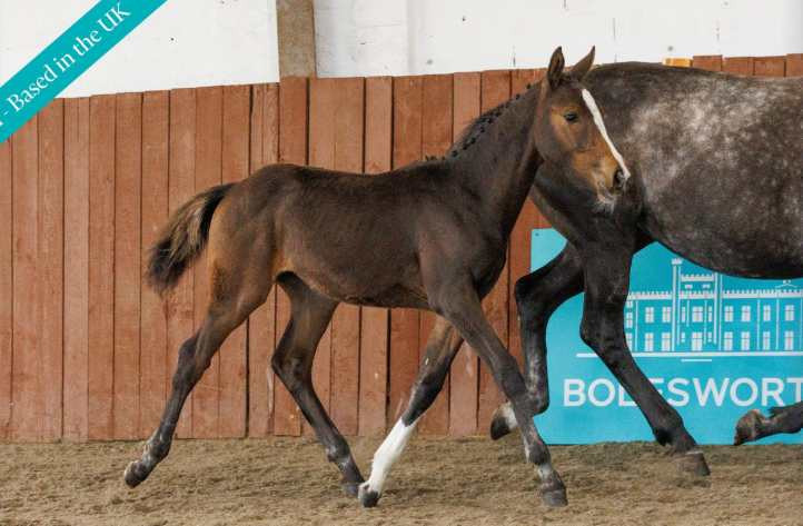 Smart Chance SB - Barnbridge Auctions