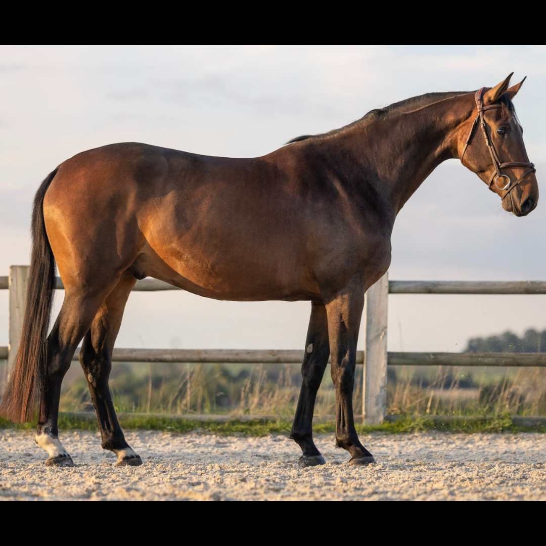 Laventurier Chapemont - Barnbridge Auctions