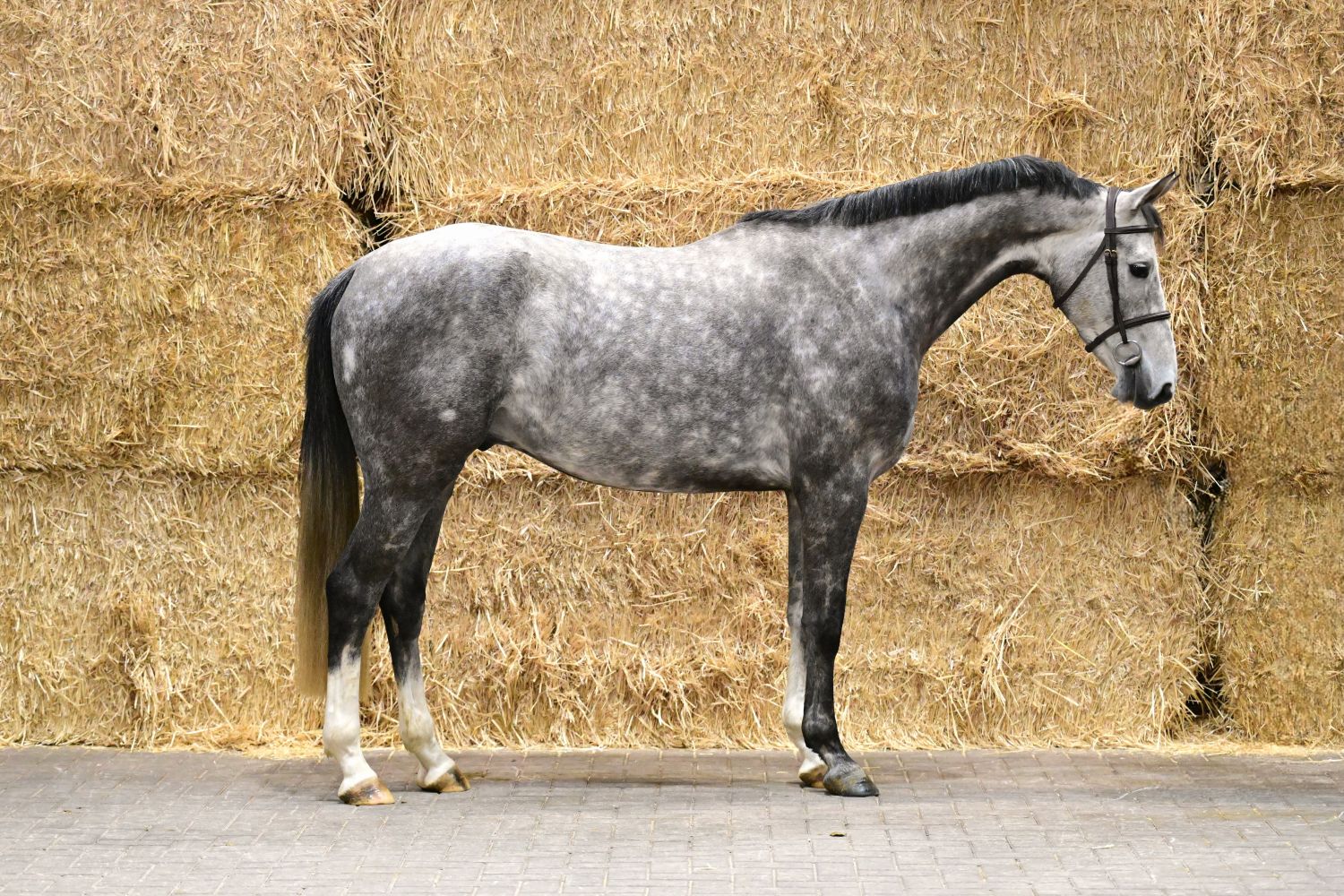 Rapper O - Barnbridge Auctions