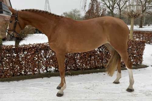 Snowwhite TN - Barnbridge Auctions