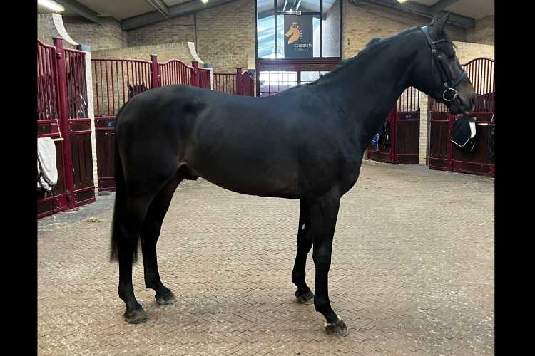 Dropkick H2F Z - Barnbridge Auctions