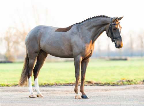 Ice - Barnbridge Auctions